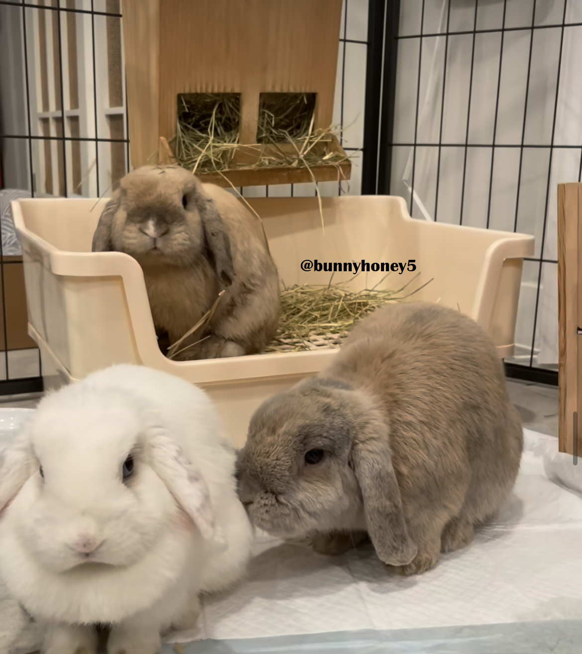 HoppScotchBun: Hop In for Purrr-fect Bunny Essentials & More ...